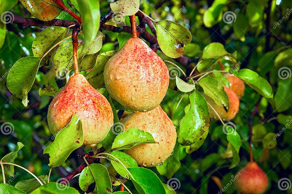 Pears stock image. Image of outdoors, hanging, bunch - 78489811