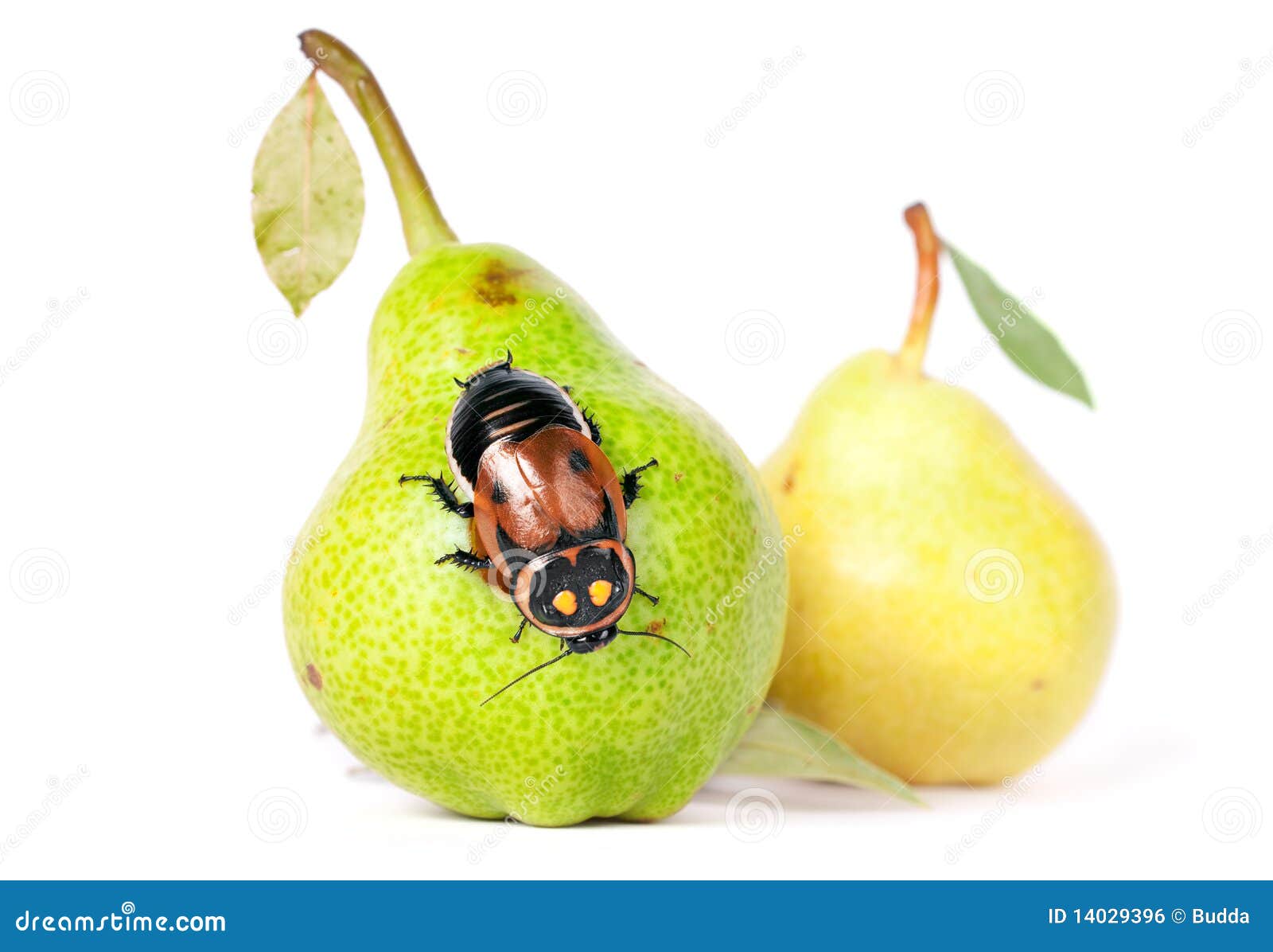 Pears with cockroach stock photo. Image of fresh, green - 14029396