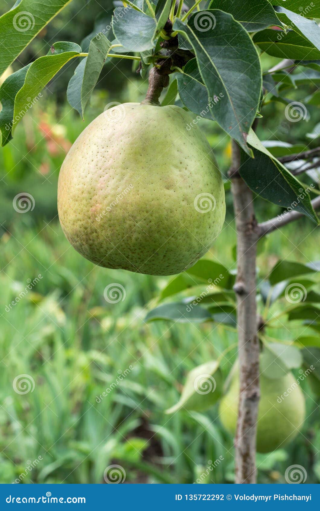 Pears on the Columnar Pear Tree in the Summer Garden Stock Photo ...