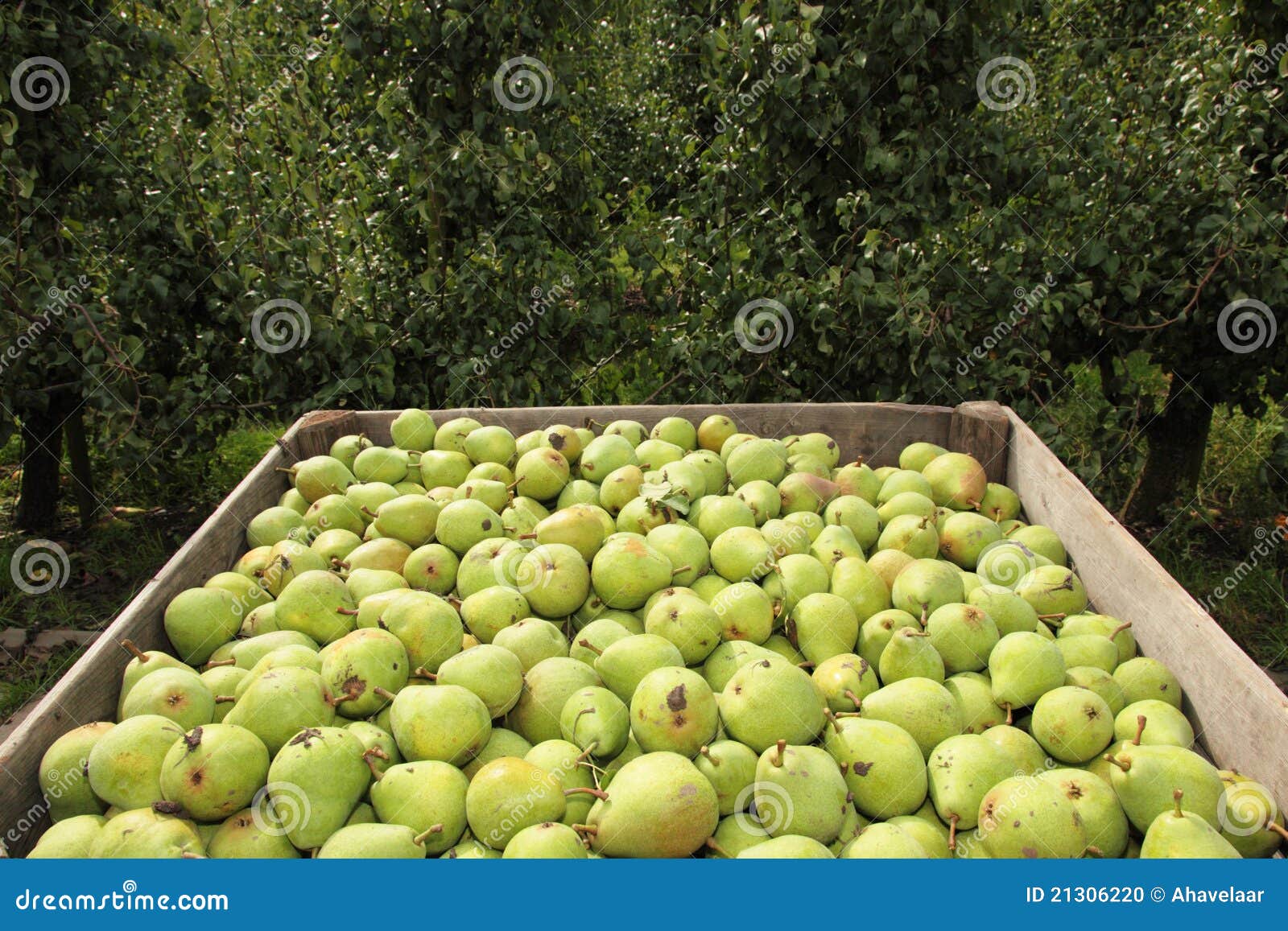 Pears in Crate and Empty Fruit Trees Stock Photo - Image of harvest ...