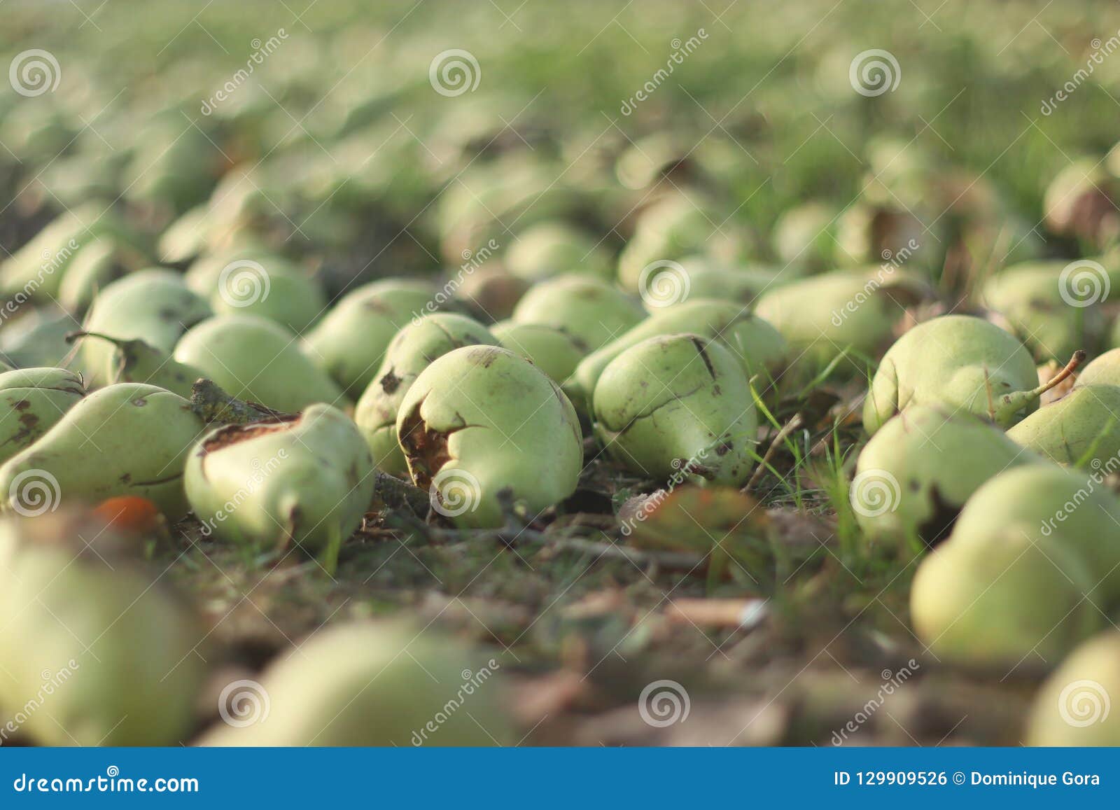 Pears on Ground Near Tree in the Fall. Stock Photo - Image of beach ...