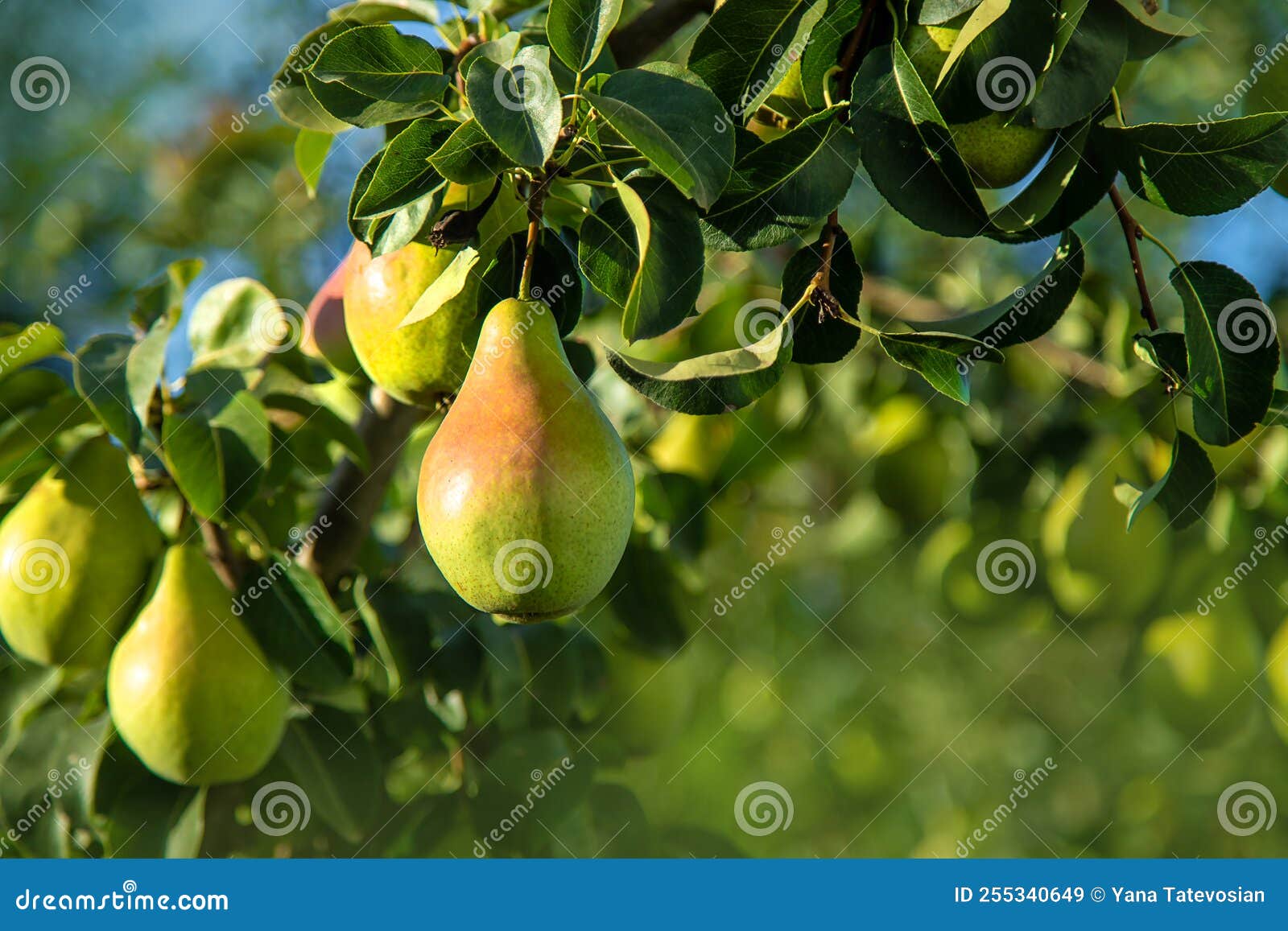 Pears Grow on a Tree in the Garden. Selective Focus Stock Image - Image ...