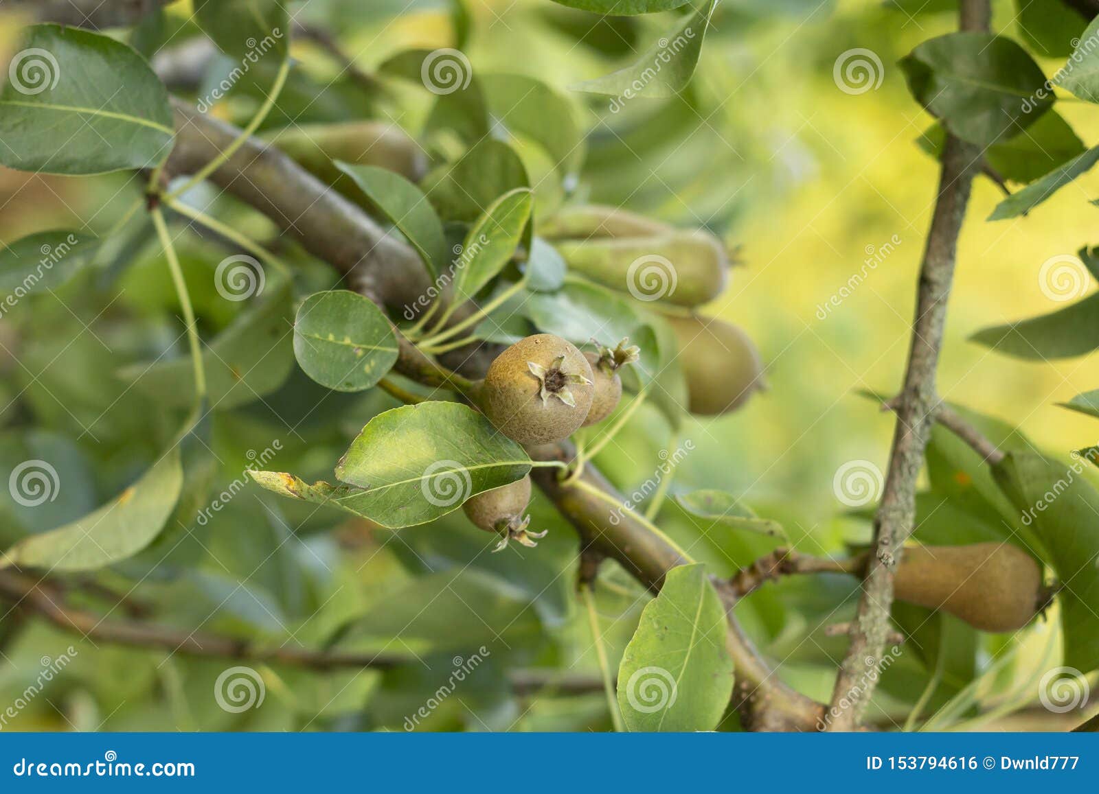 Pears Growing on a Branch with Shallow Depth of Field Stock Photo ...
