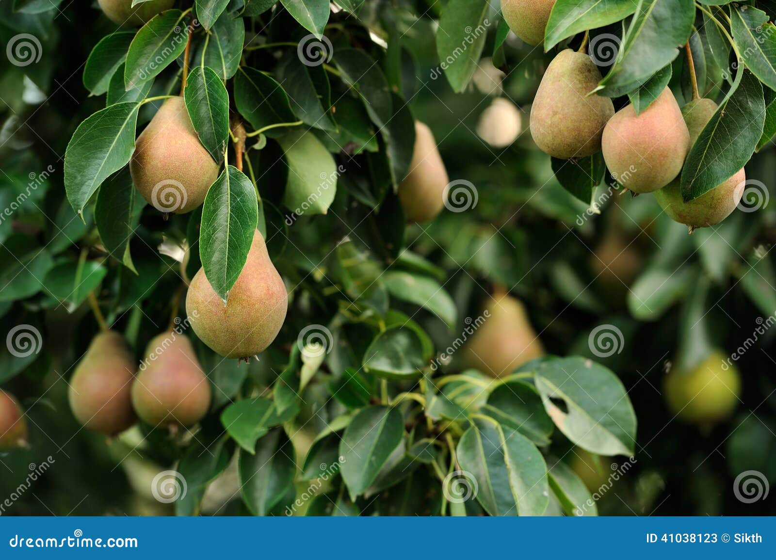 Pears Growing on Pear Tree stock image. Image of august - 41038123