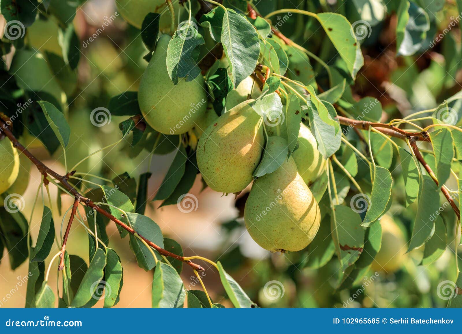 Pears growing on a tree stock image. Image of august - 102965685