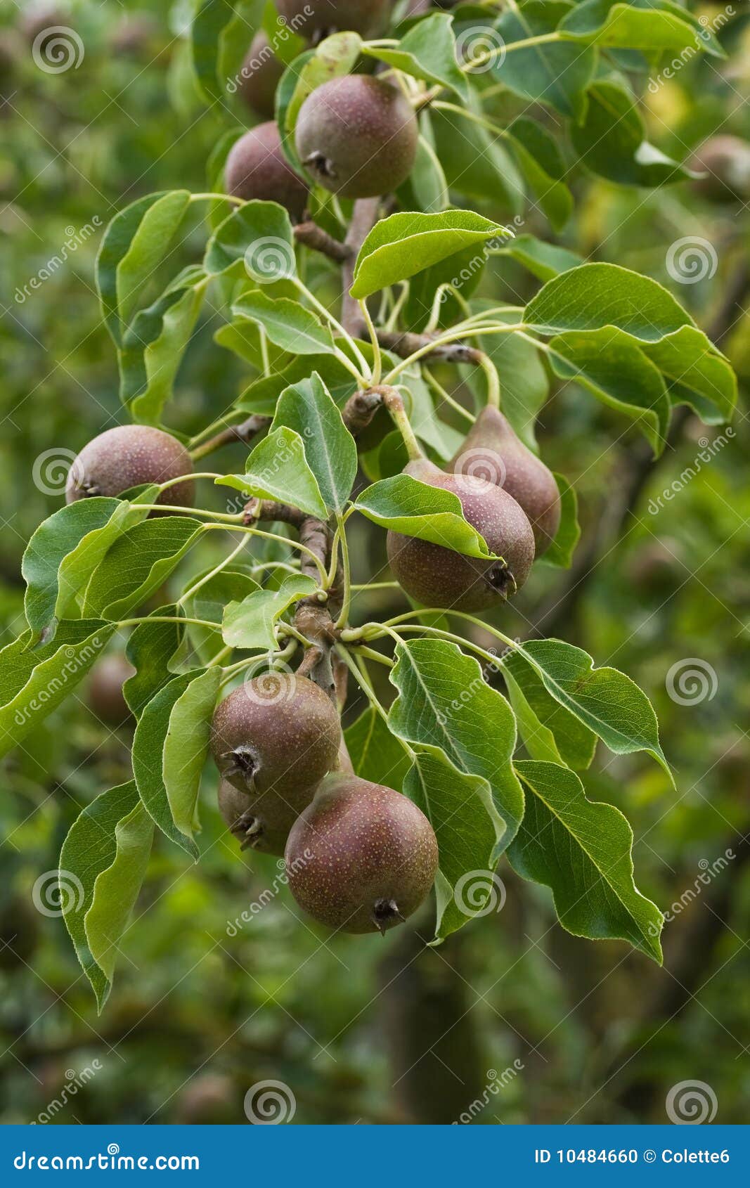 Pears Growing on a Tree in Summer Stock Photo - Image of growing ...