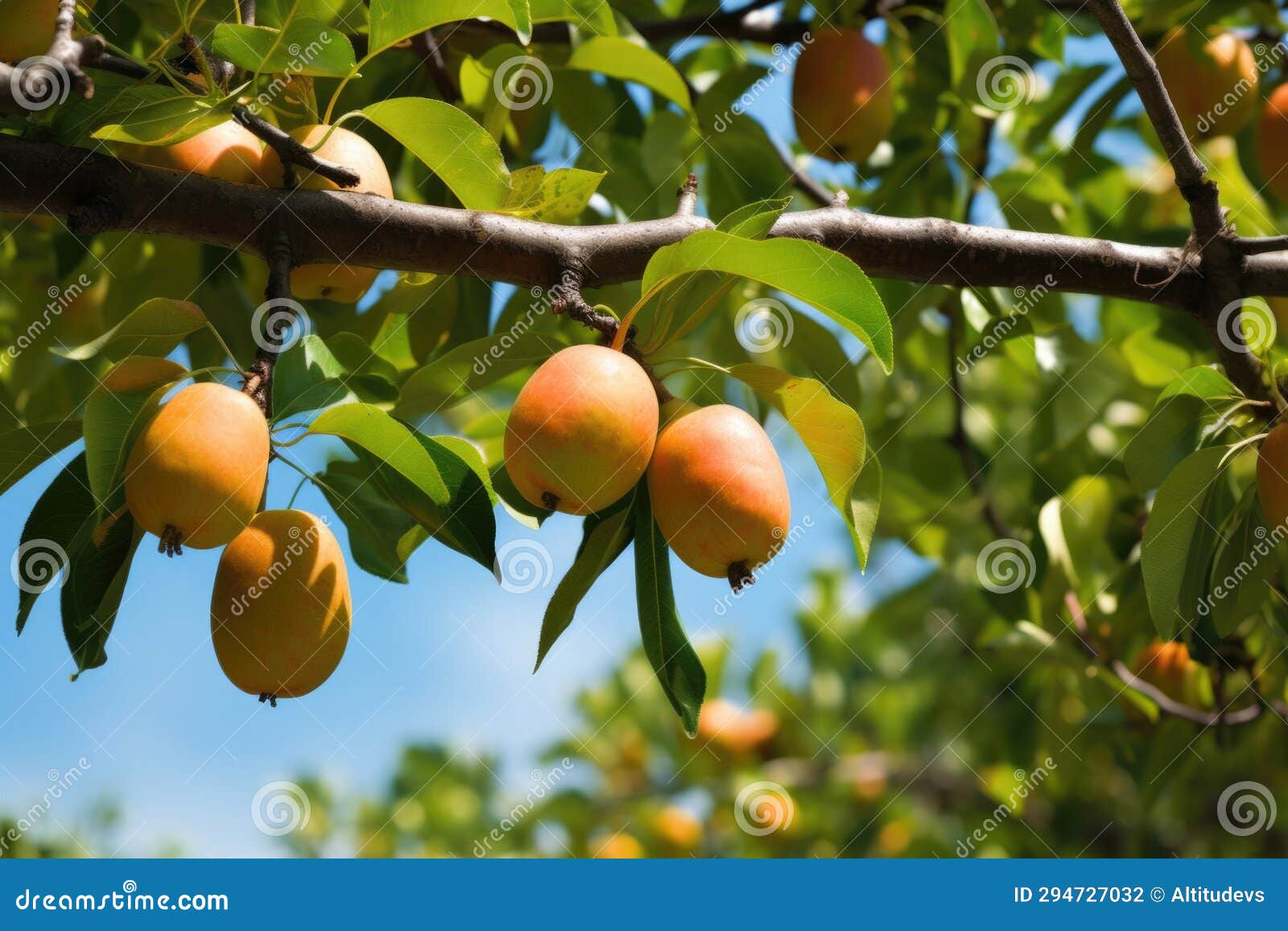 Pears Hanging Low on a Tree Branch Stock Photo - Image of nature ...