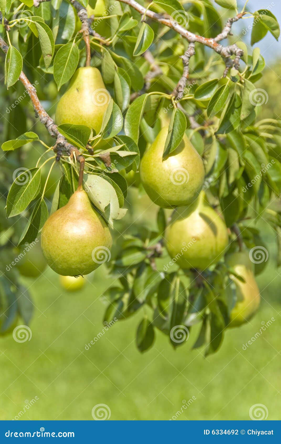 Pears Hanging on the Tree stock photo. Image of rural - 6334692