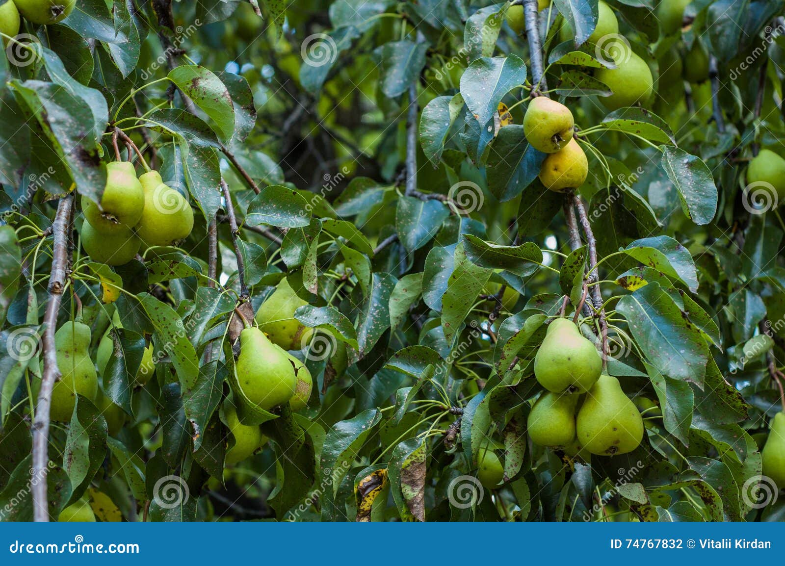 Pears hanging on the tree stock photo. Image of object - 74767832