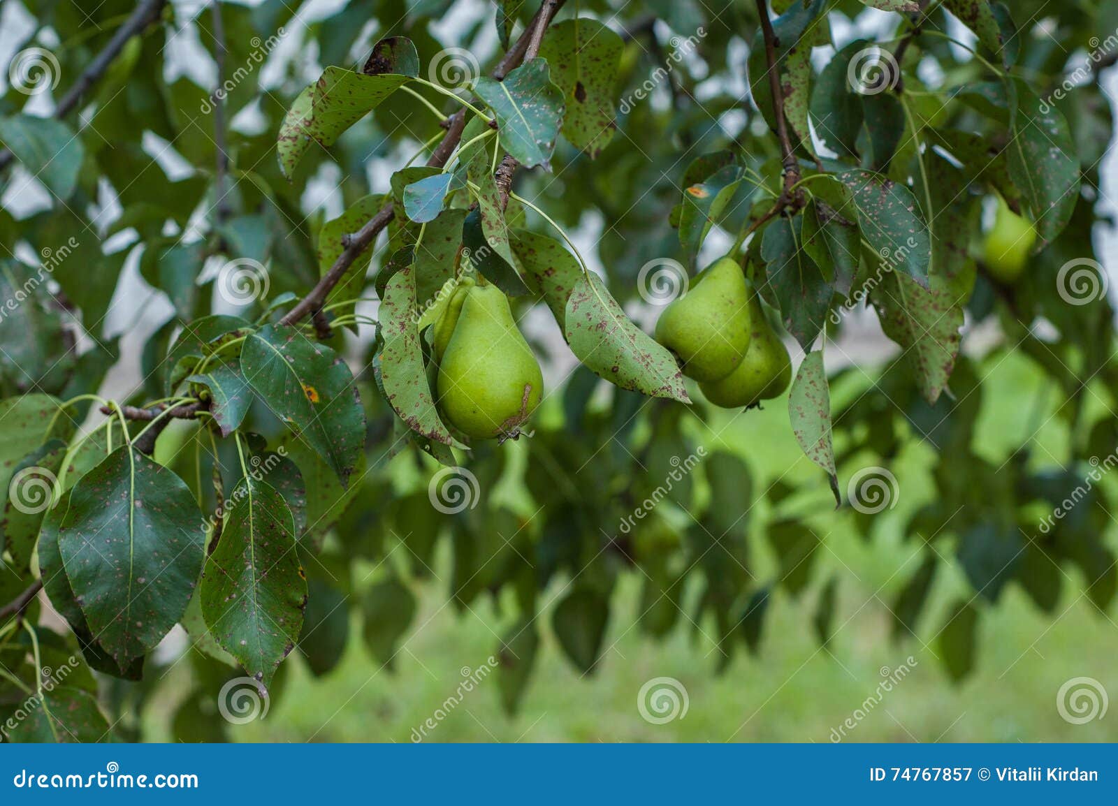 Pears hanging on the tree stock image. Image of leaves - 74767857
