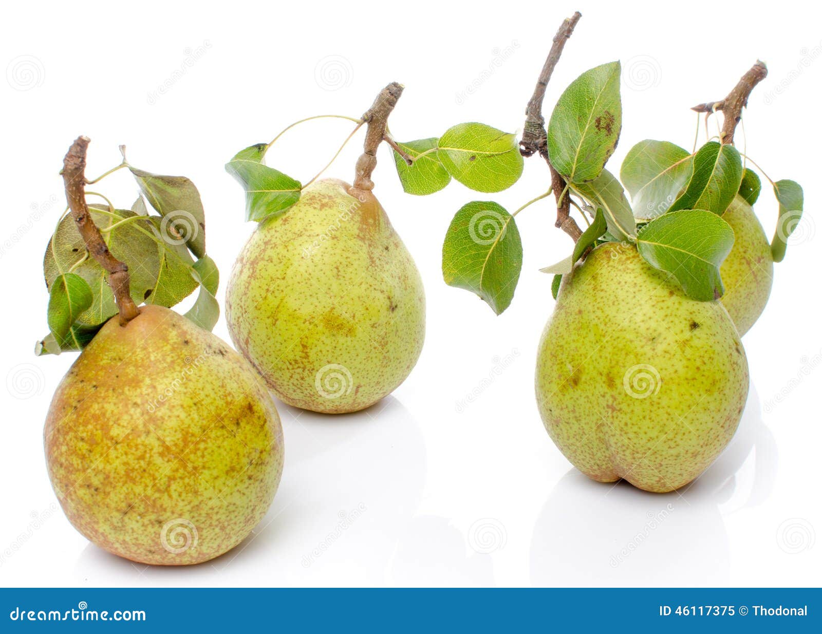 Pears with leaves stock image. Image of vegetarian, green - 46117375