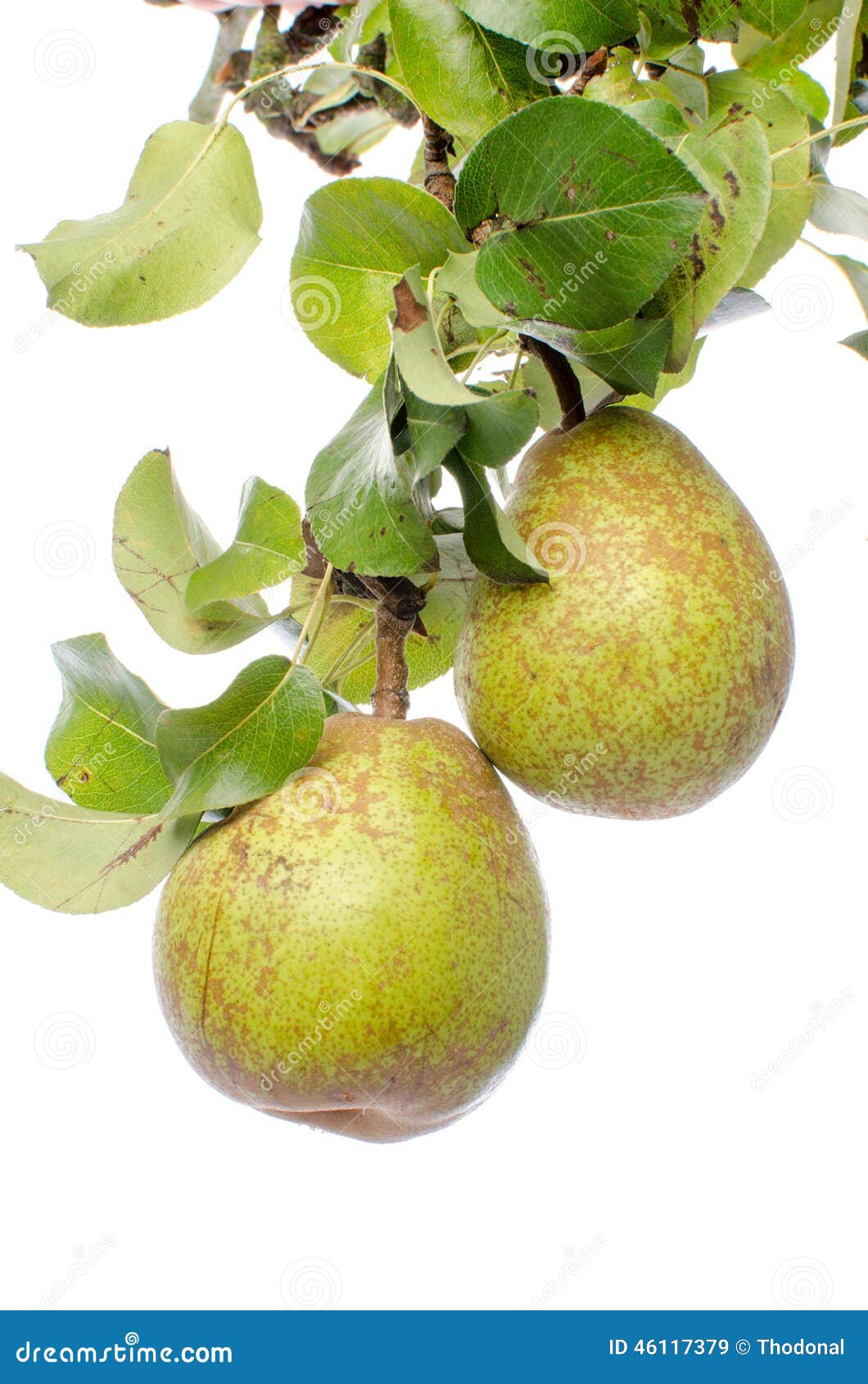 Pears with leaves stock image. Image of vegetarian, williams - 46117379