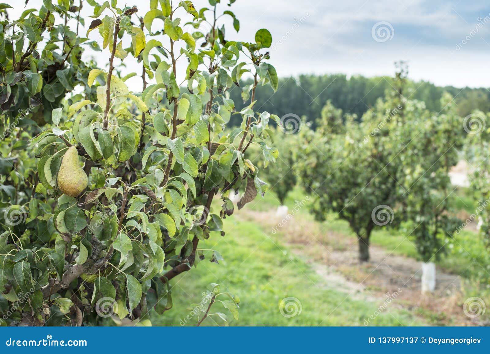 Pears in orchard stock image. Image of garden, freshness - 137997137