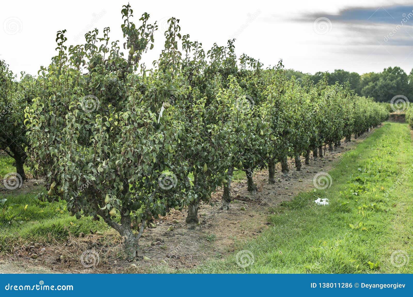 Pears in orchard stock photo. Image of juicy, healthy - 138011286
