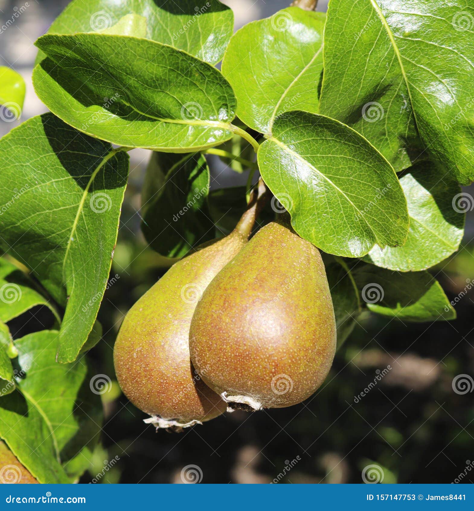 Pears and pear tree. stock image. Image of outdoor, pear - 157147753