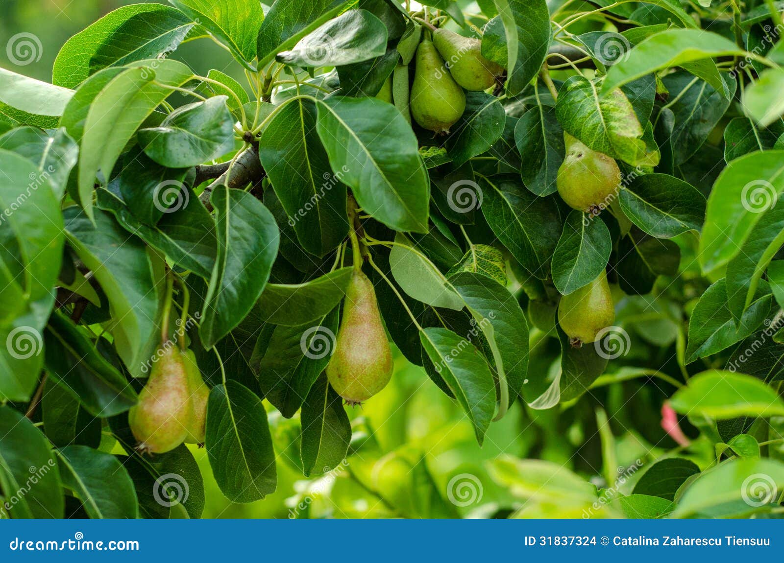 Pears and pear tree stock photo. Image of green, outdoors - 31837324