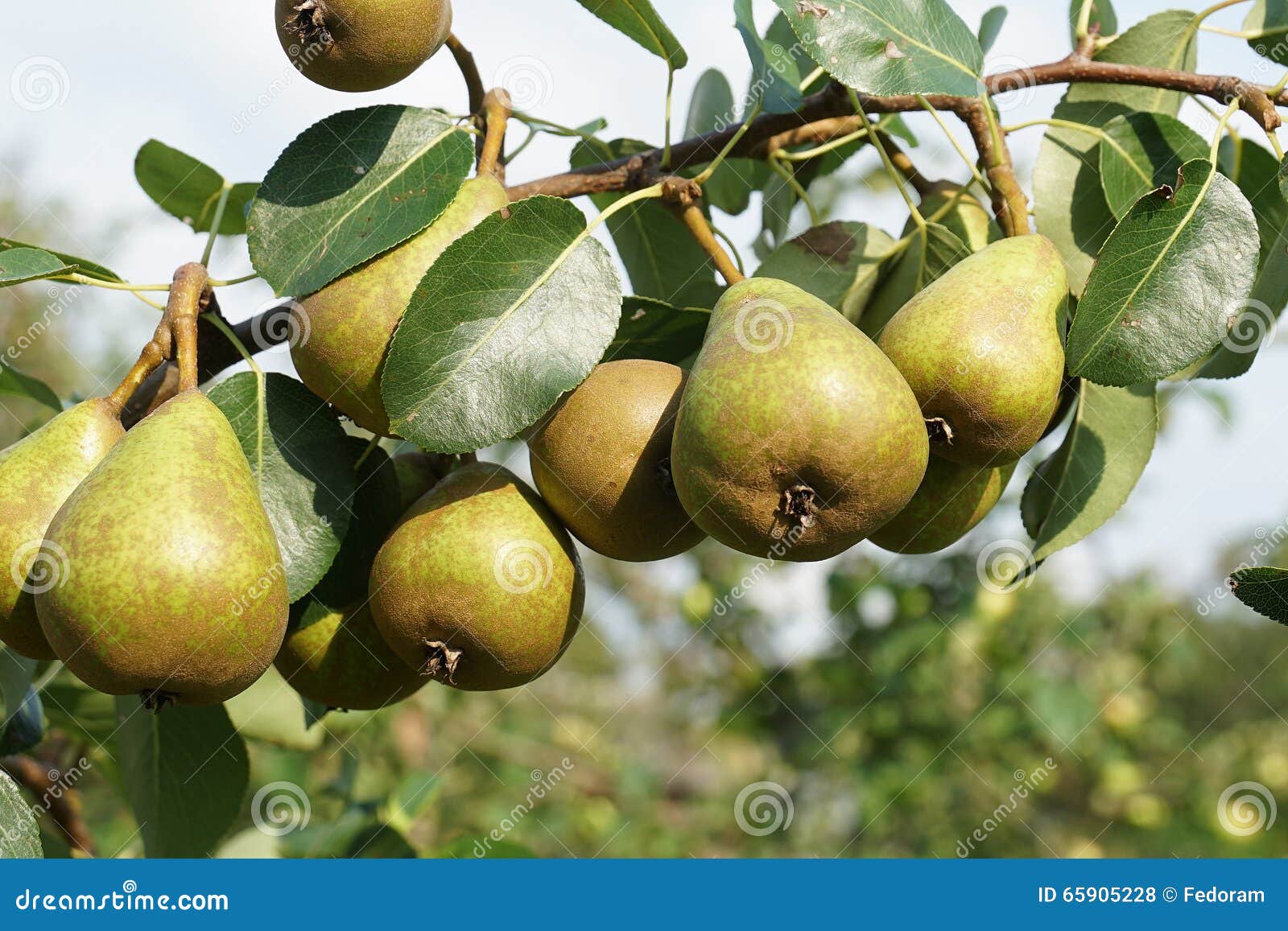 Pears stock photo. Image of growth, natural, outdoor - 65905228