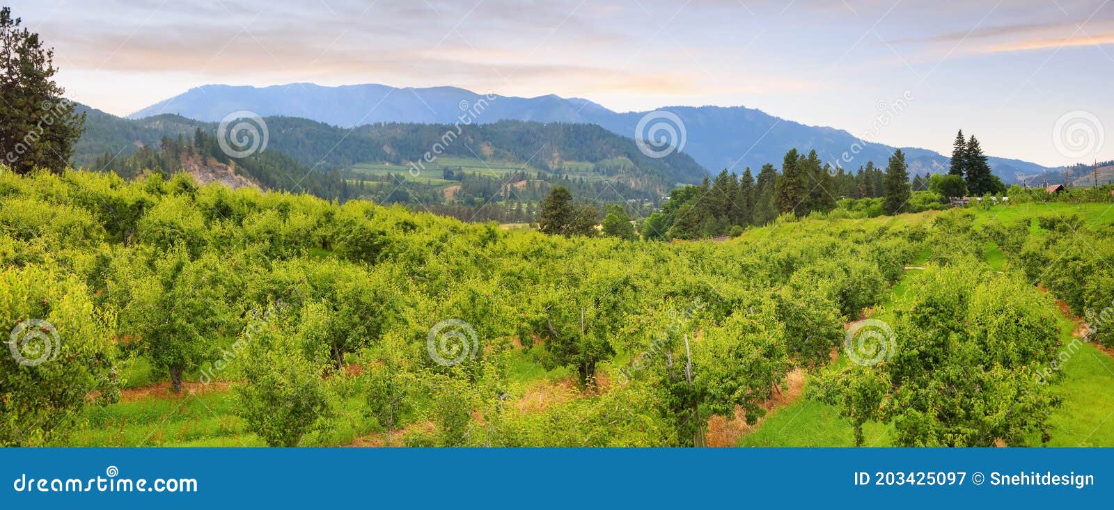 Pears Plantation in Eastern Washington State Stock Image - Image of ...