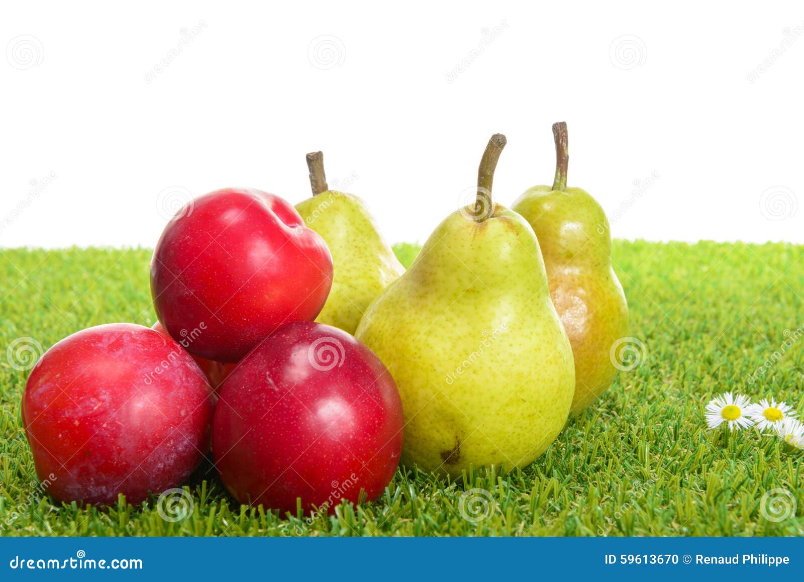 Pears and plums stock photo. Image of beautiful, vegetarian - 59613670