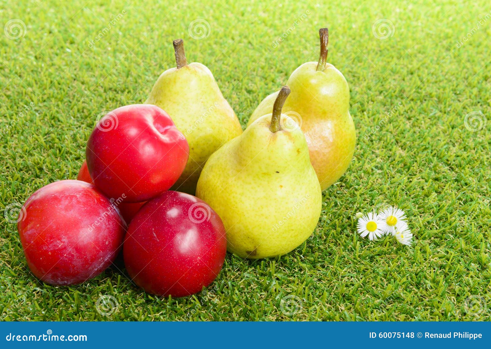 Pears and plums on grass stock photo. Image of plums - 60075148