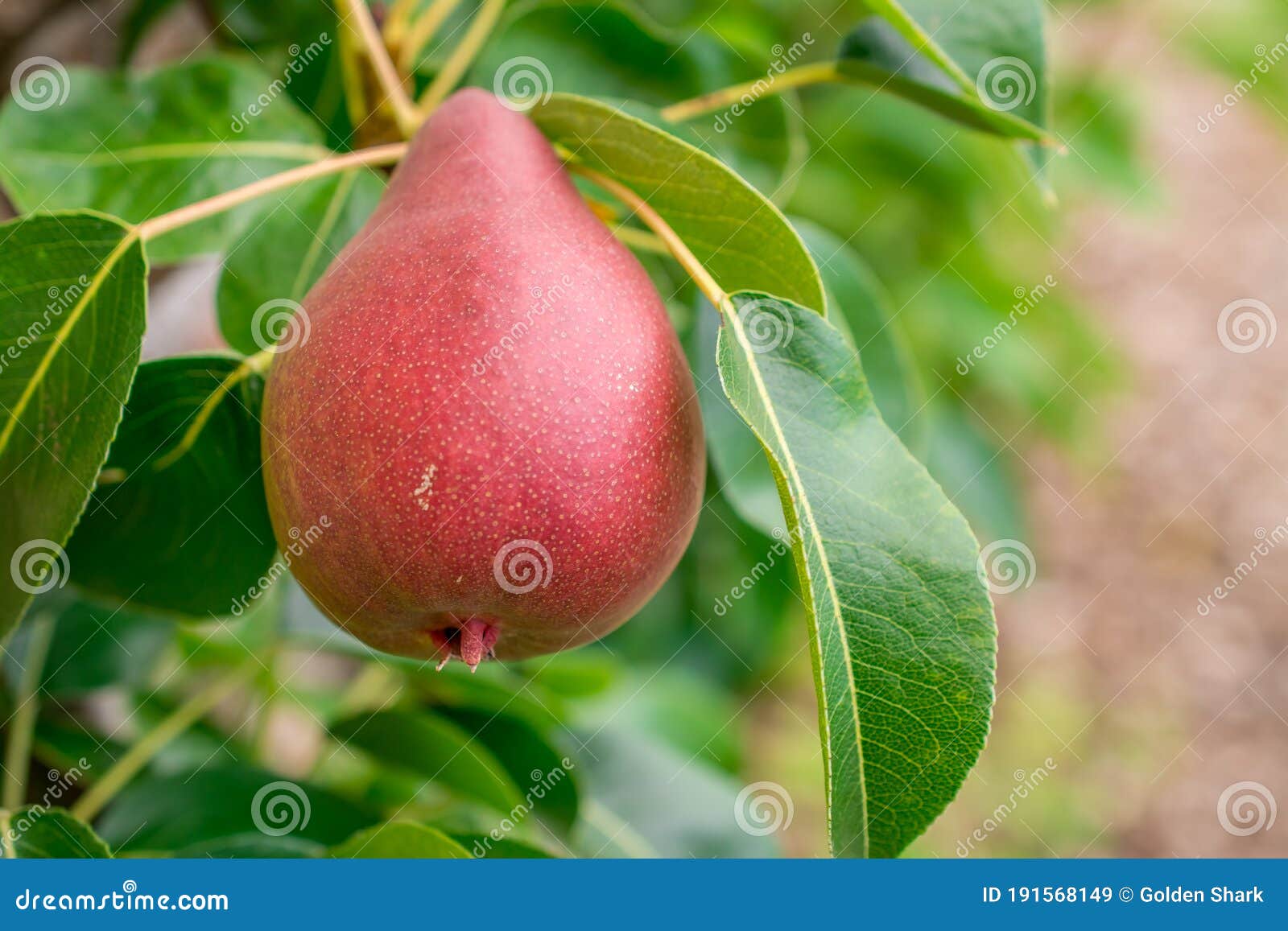 Pears almost Ready for Harvest on a Pear Tree Stock Image - Image of ...
