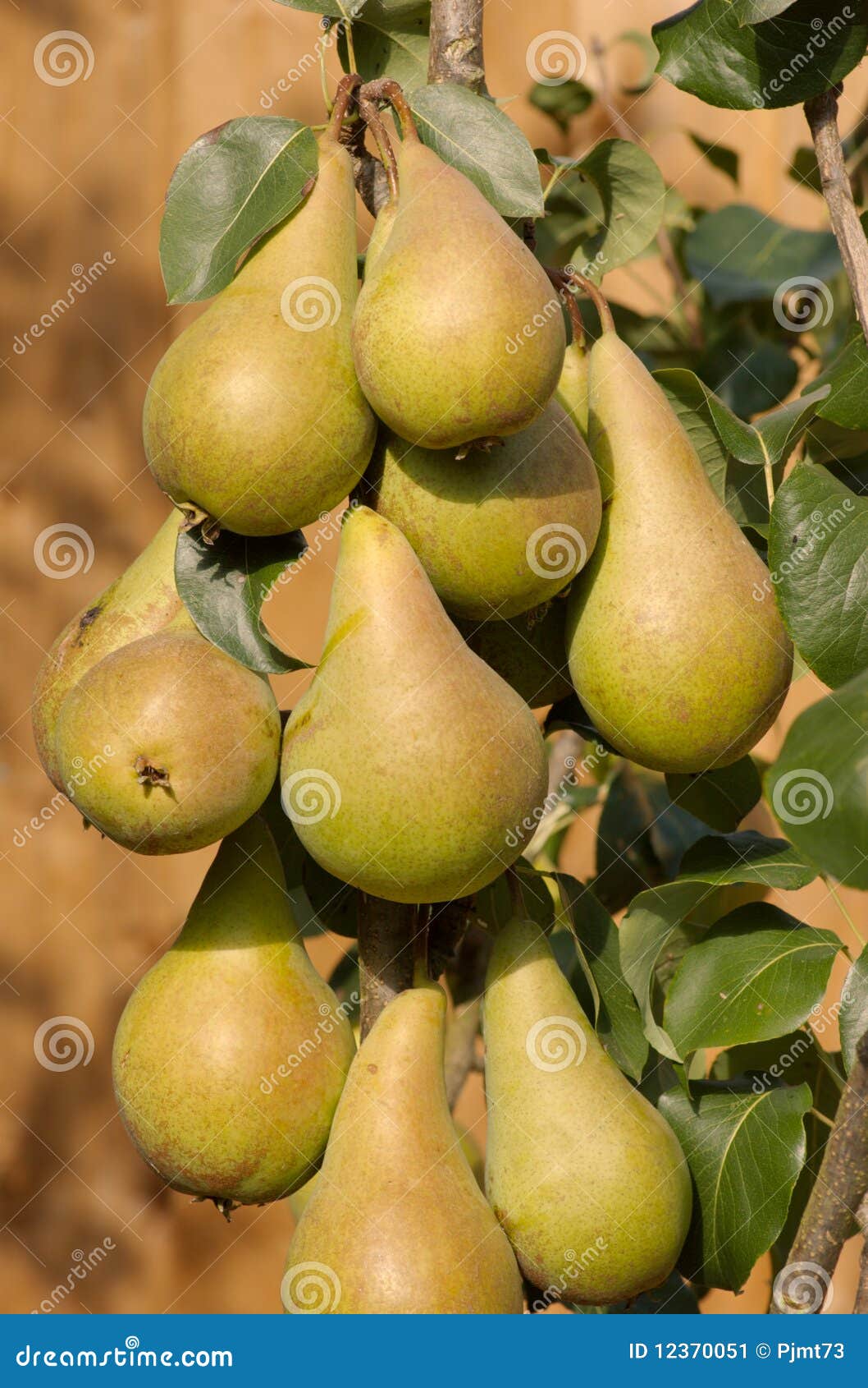 Pears Ready to Pick 1 stock image. Image of healthy, juicy - 12370051