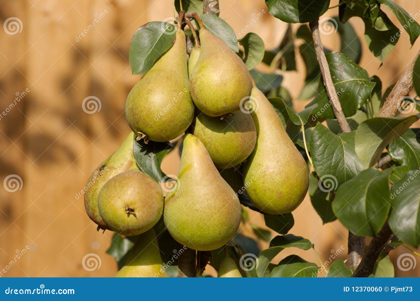 Pears Ready to Pick 2 stock photo. Image of health, healthy - 12370060