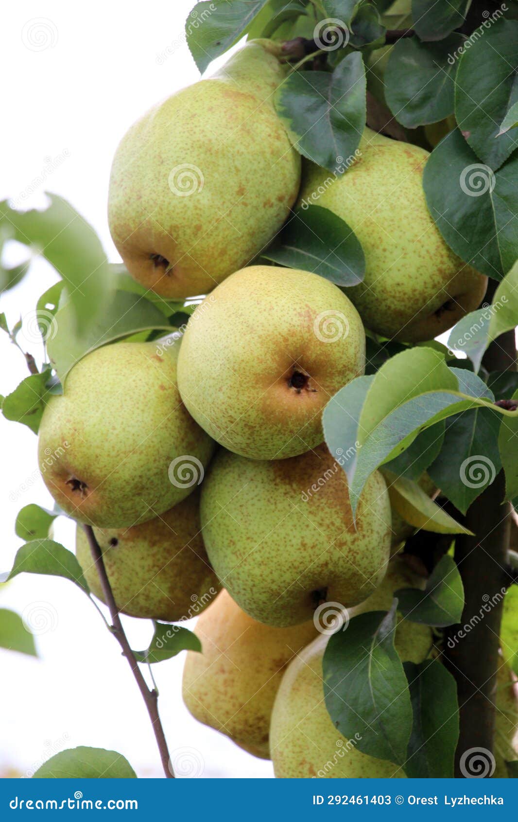 Pears Ripen on the Tree Branch Stock Image - Image of summer, crop ...