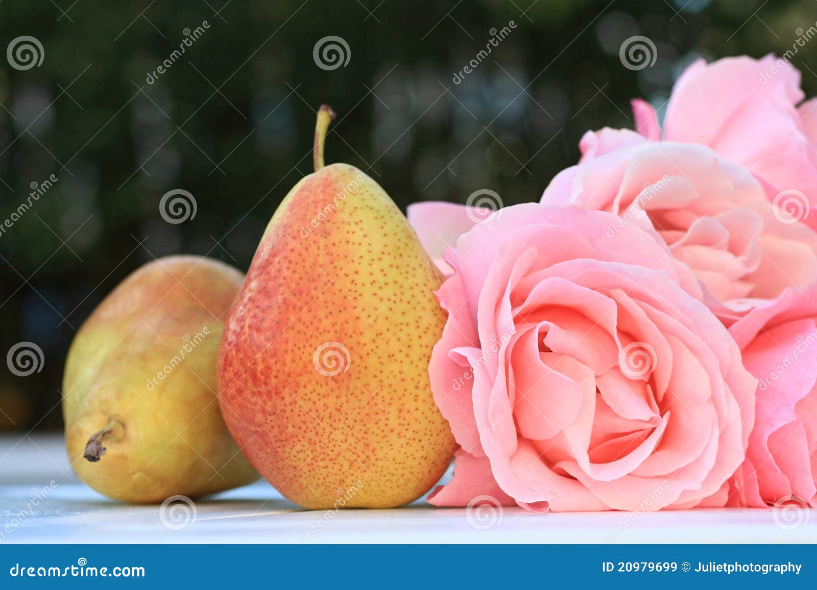 Pears and Roses in the Garden Stock Image - Image of decoration, flower ...