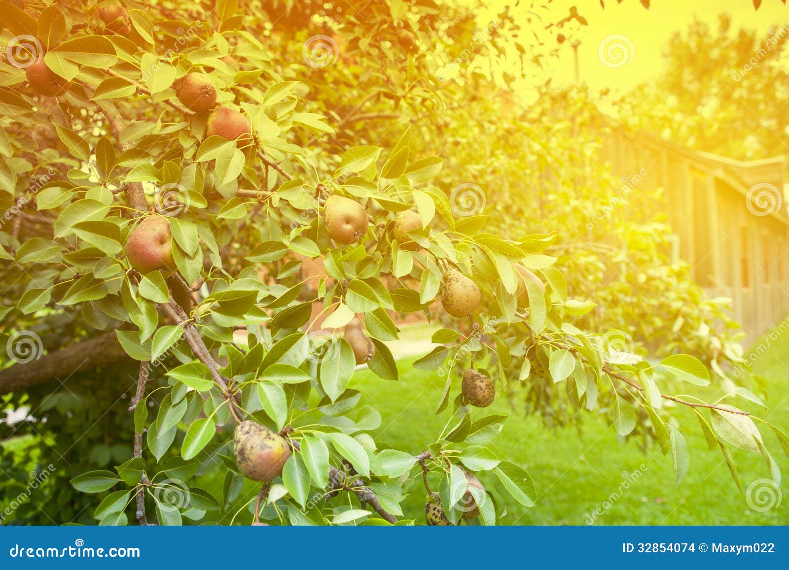 Pears stock photo. Image of house, plant, farm, sunrise - 32854074