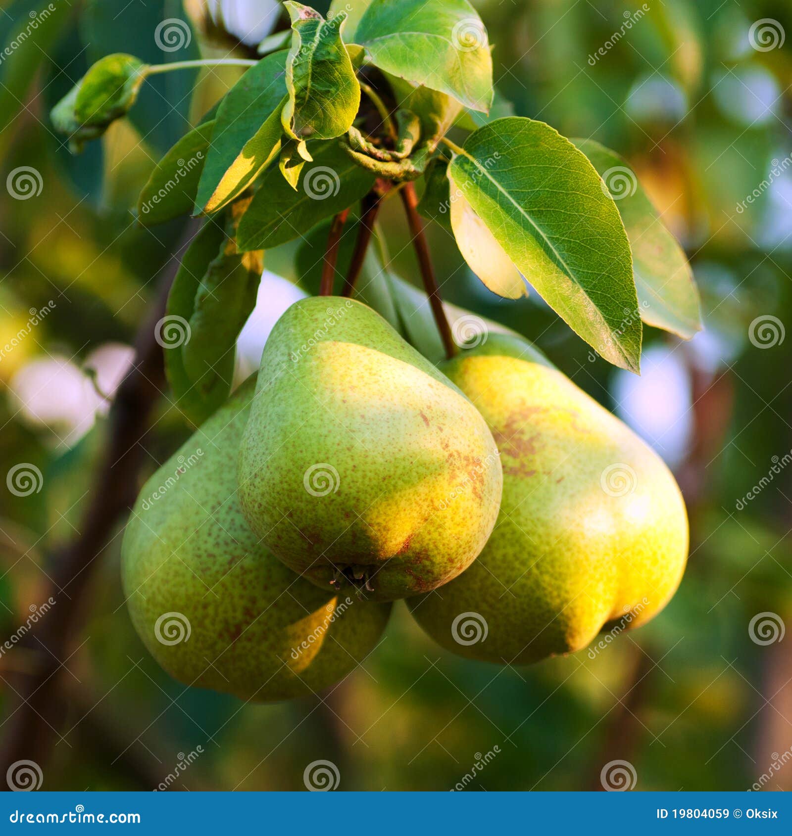 Pears on tree stock image. Image of pears, season, outdoors - 19804059