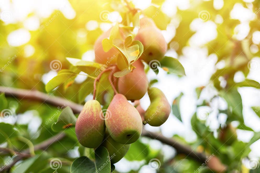 Pears on a Tree Branch Closeup in Orchard Stock Photo - Image of ...