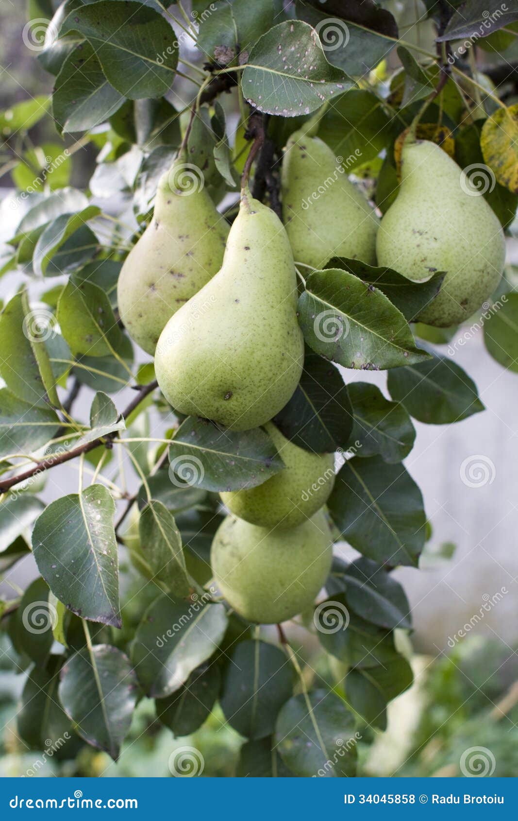 Pears stock photo. Image of closeup, green, nature, harvest - 34045858