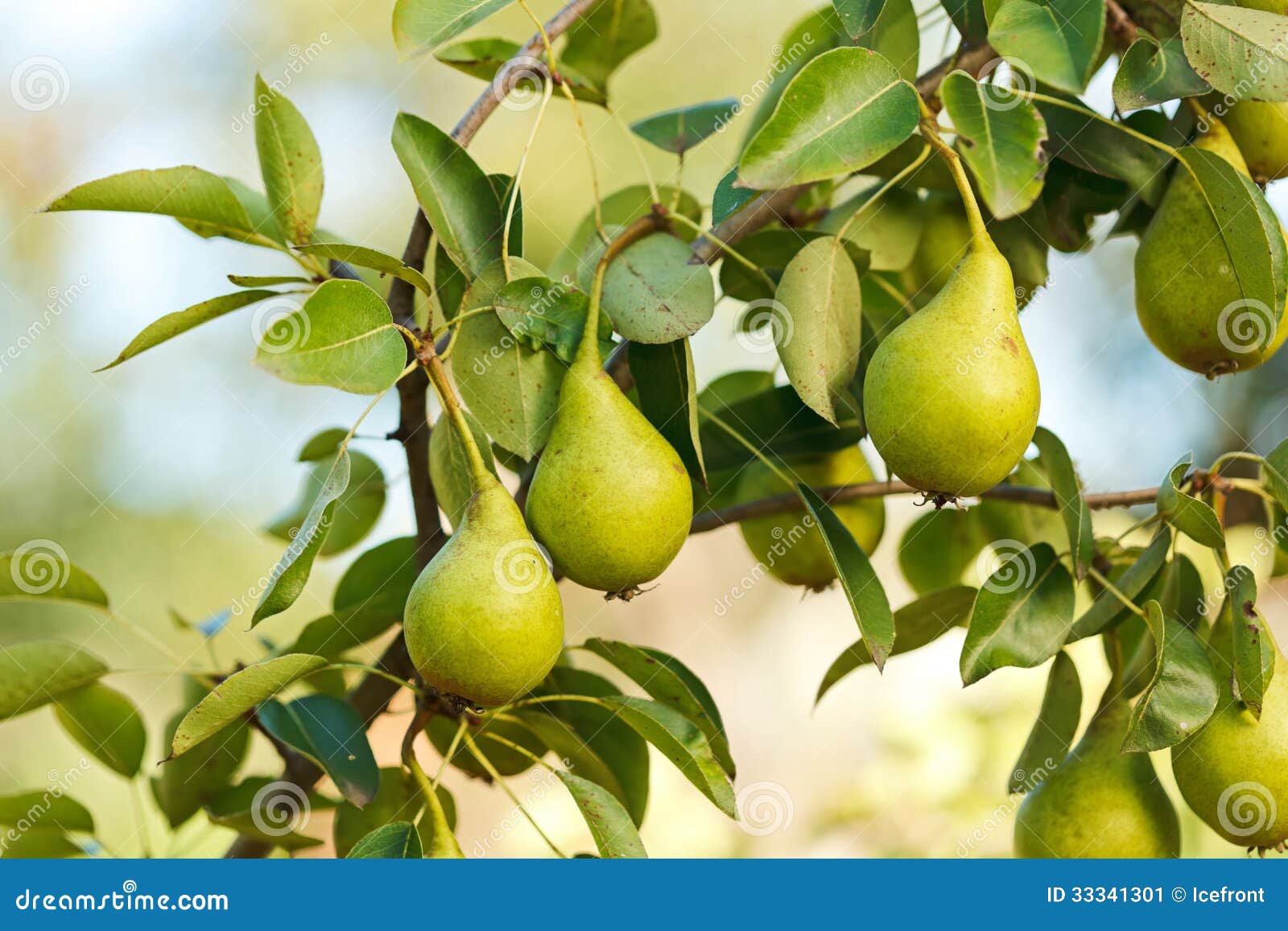 Pears on tree branch stock image. Image of fruit, pears - 33341301