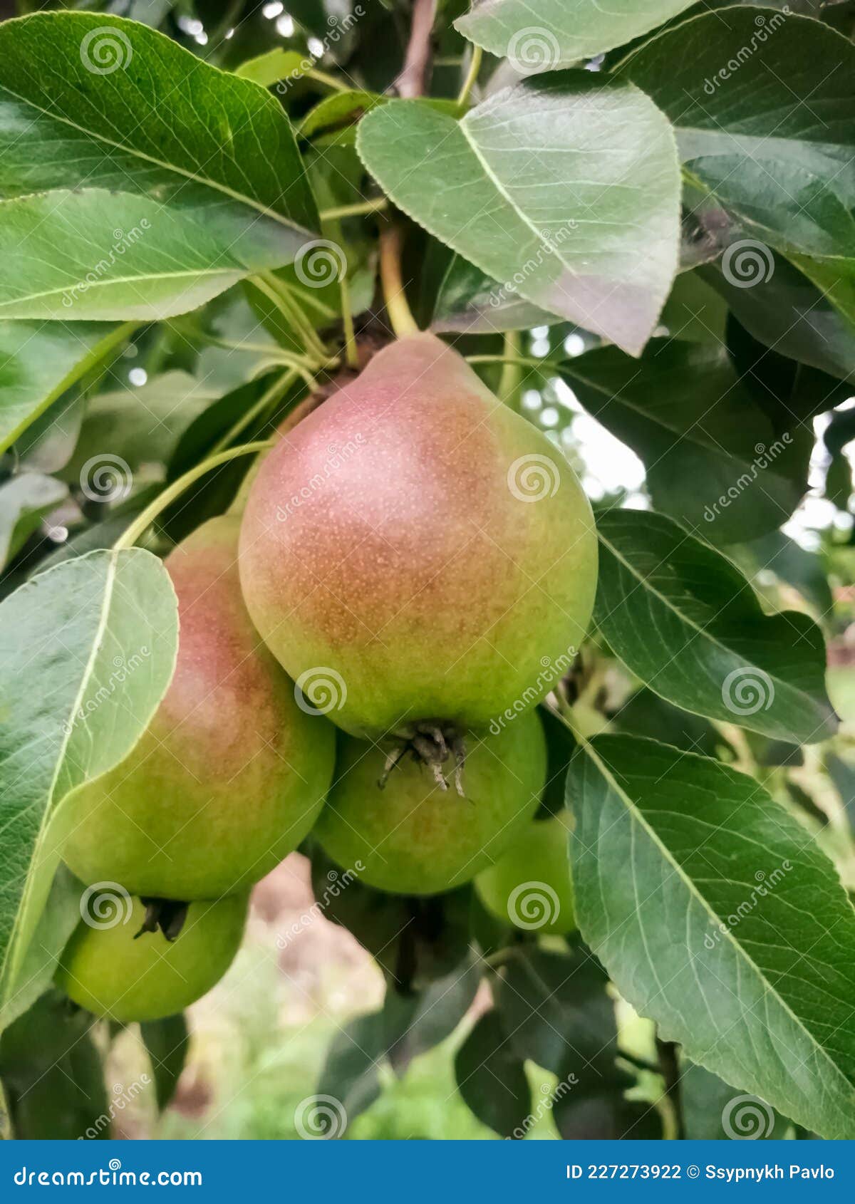 Pears on a Tree Branch Ripen Stock Photo - Image of vegan, branch ...