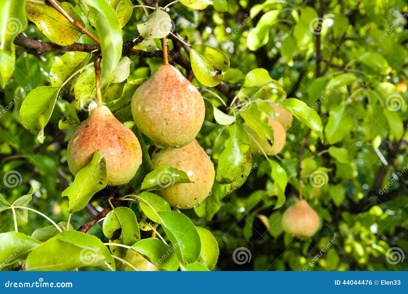 Pears stock photo. Image of healthy, growing, pesr, agriculture - 44044476
