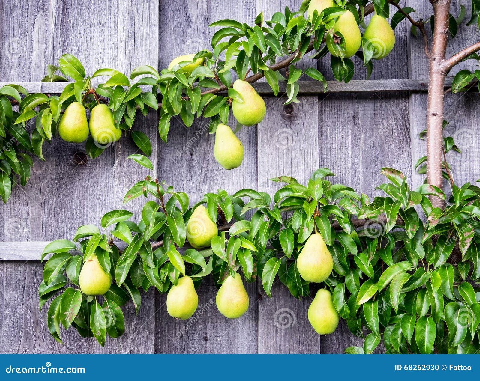 Pears stock photo. Image of garden, trellis, vegetarian - 68262930