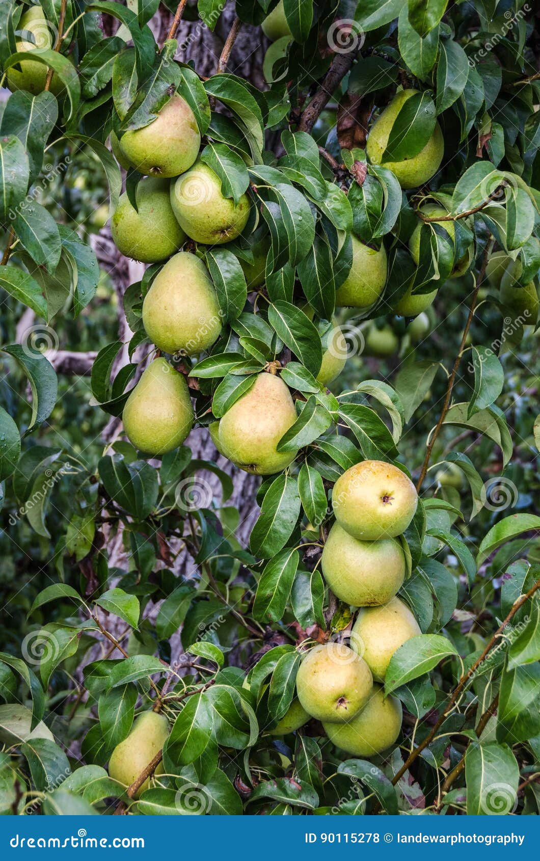 Pears on a Tree stock photo. Image of orchard, agriculture - 90115278