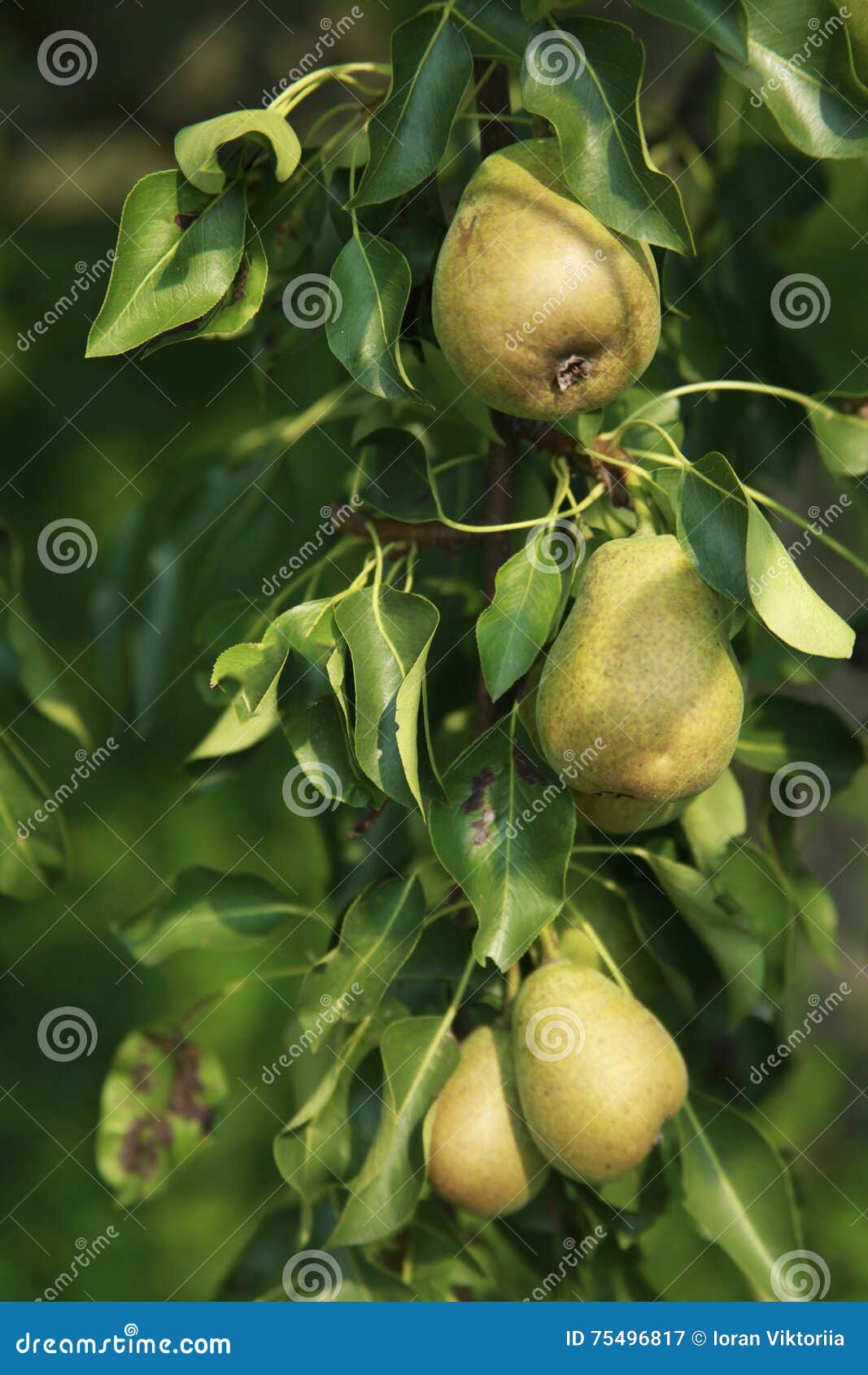 Pears on a tree stock image. Image of cultivated, natural - 75496817