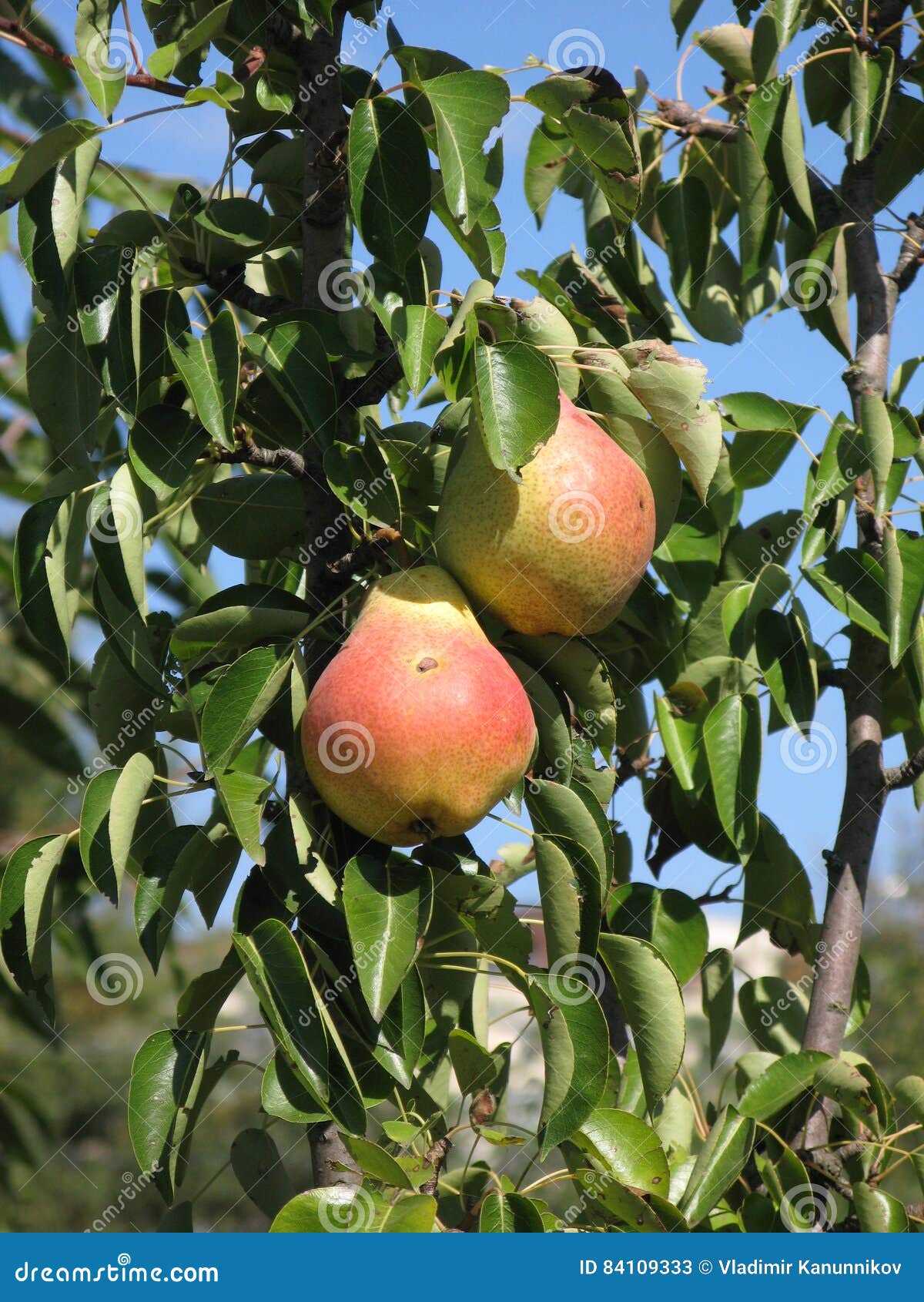Pears on a tree stock image. Image of tree, autumnal - 84109333