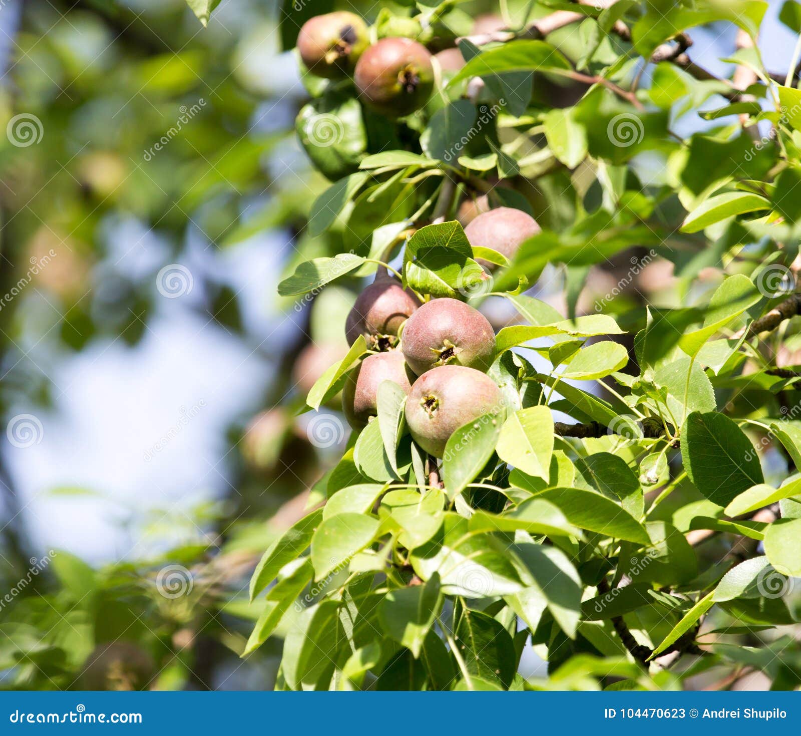 Pears on the Tree in Nature Stock Image - Image of juicy, fruit: 104470623