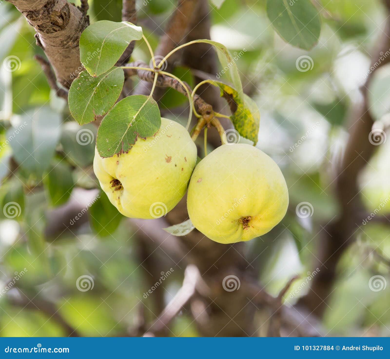 Pears on the Tree in Nature Stock Photo - Image of food, vegetarian ...