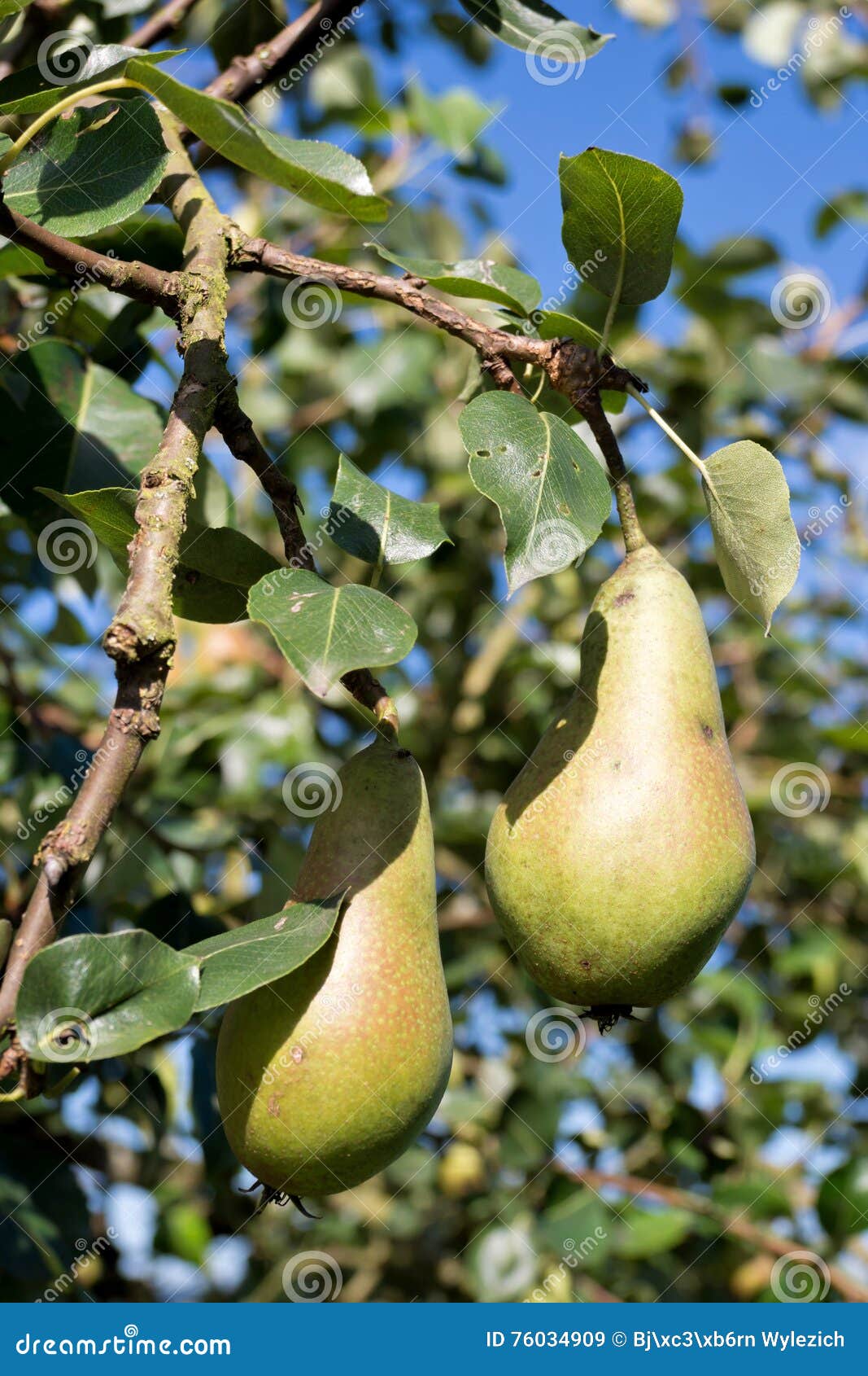 Pears on tree stock image. Image of farmer, farming, garden - 76034909