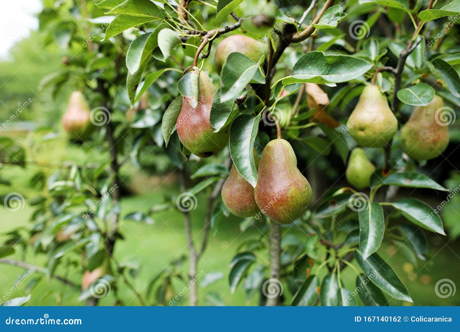 Purple Pears Orchard Stock Photos - Free & Royalty-Free Stock Photos ...