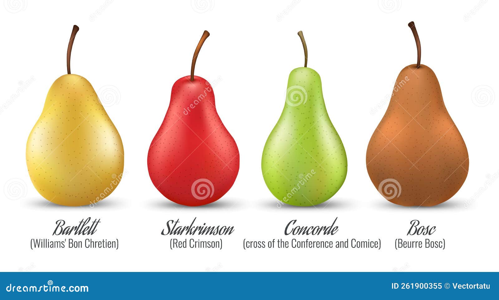 Pears Varieties Set Stock Vector Illustration Of Names 261900355