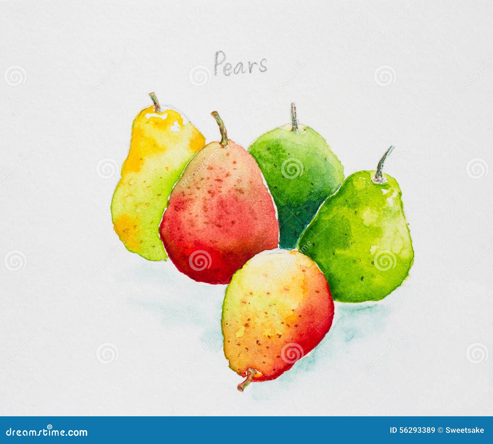 Pears watercolor painted stock illustration. Illustration of color ...