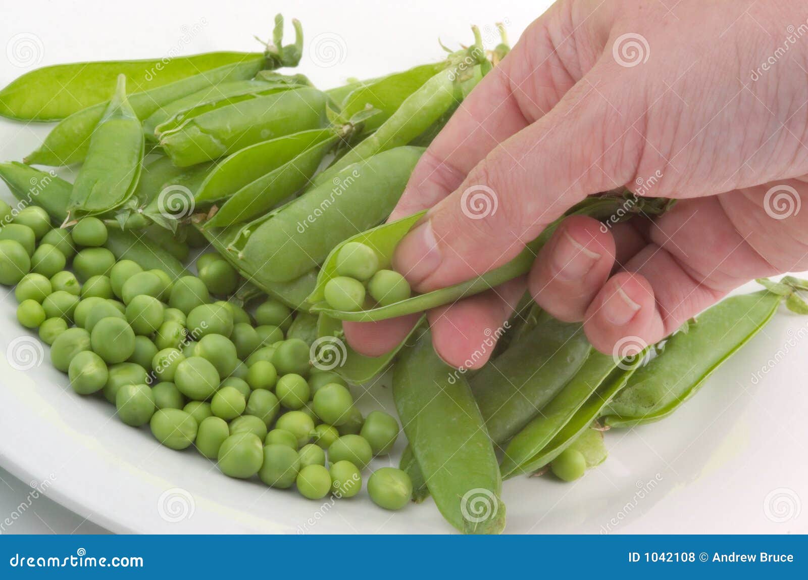 Peas stock photo. Image of nature, small, peas, opened - 1042108