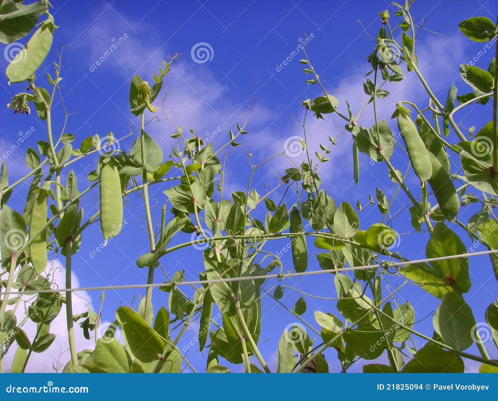 Peas stock photo. Image of nature, vegetable, home, close - 21825094