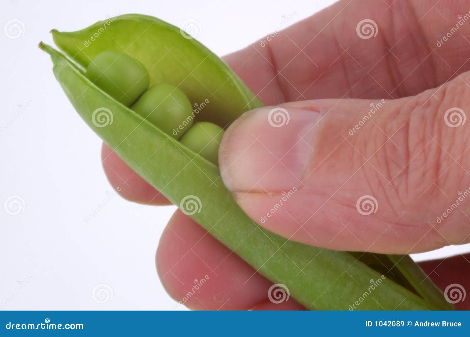 Peas being shelled stock image. Image of nutrition, vegetable - 1042089