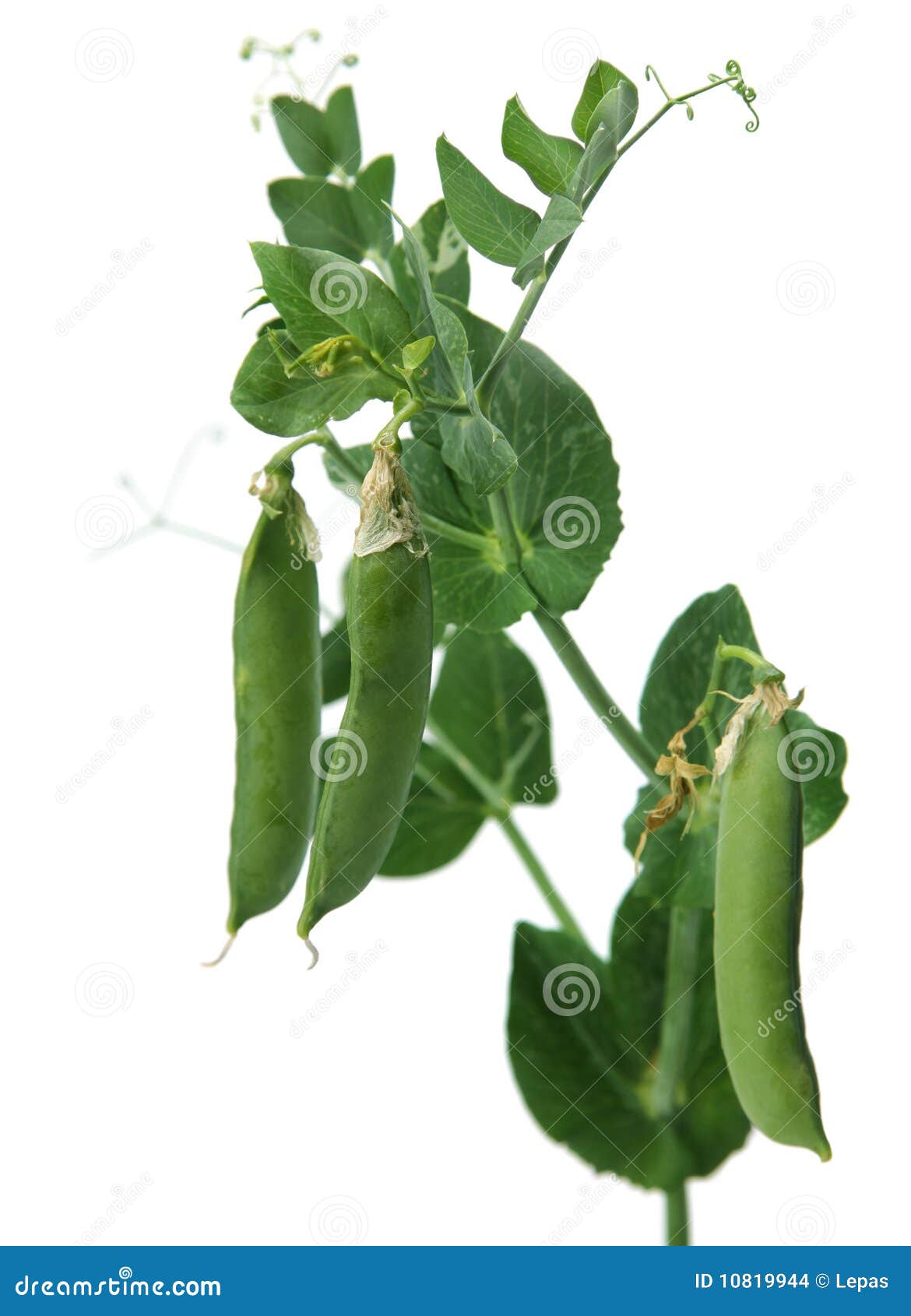 Peas branch stock photo. Image of peas, green, closeup - 10819944